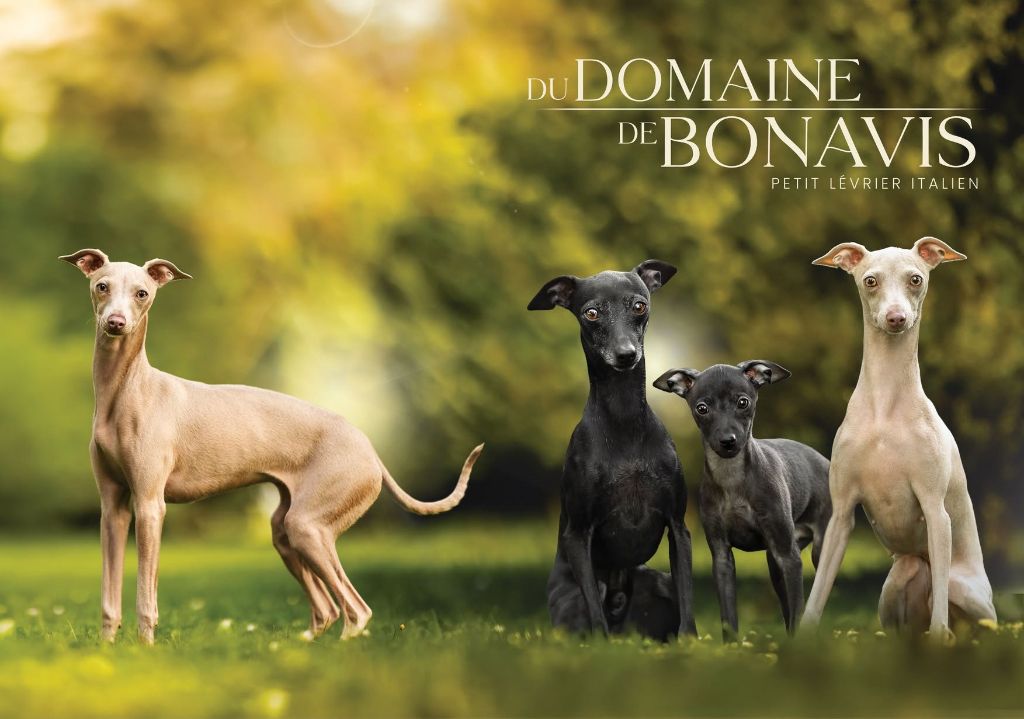 Accueil - Elevage Du Domaine De Bonavis - eleveur de chiens Petit ...